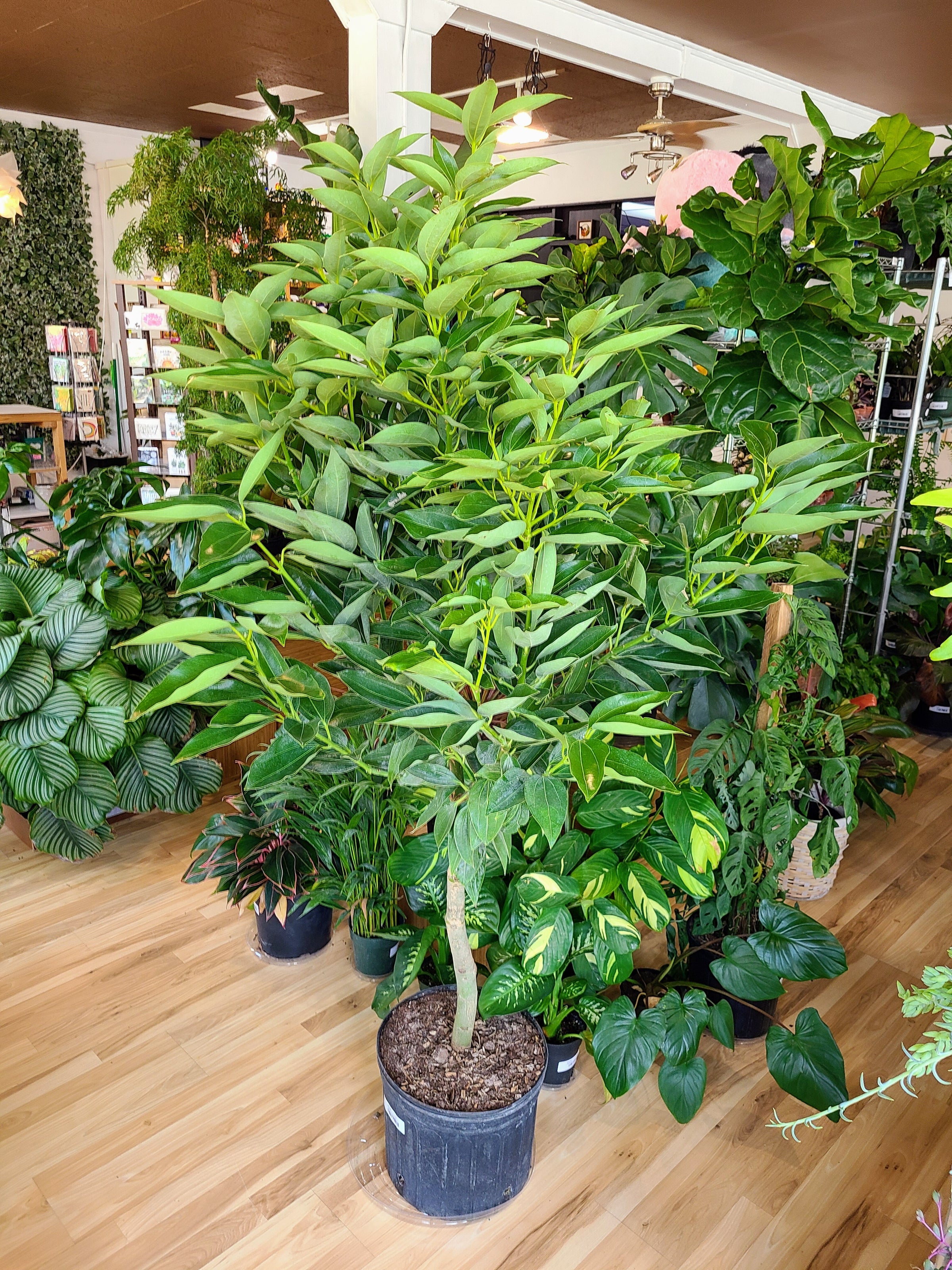 Indoor Cinnamon Tree